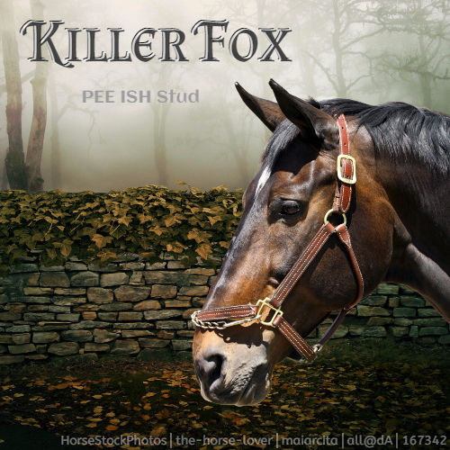 Killer Fox by niamhej on DeviantArt