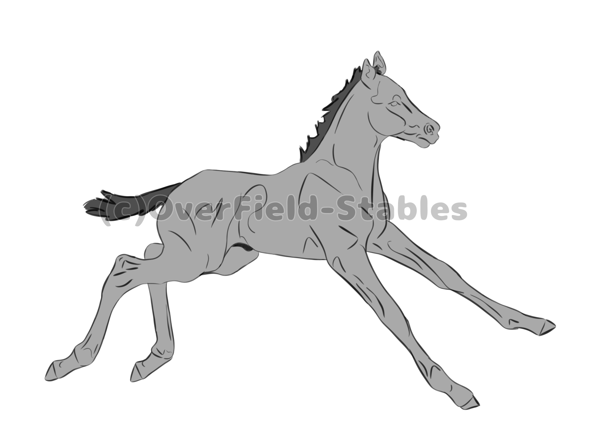 F2U Foal Lineart by OverField-Stables on DeviantArt