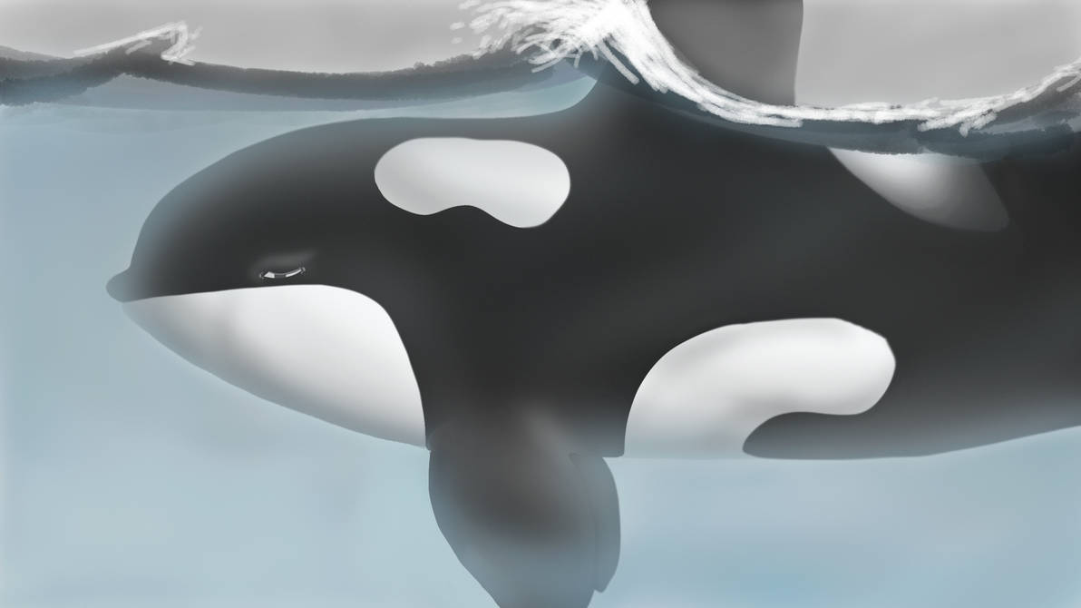 Blue the orca by BluWood on DeviantArt