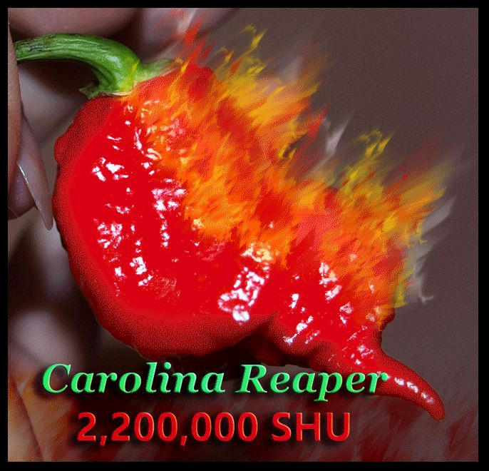 Carolina Reaper - Chili GIF by SusuSketches on DeviantArt