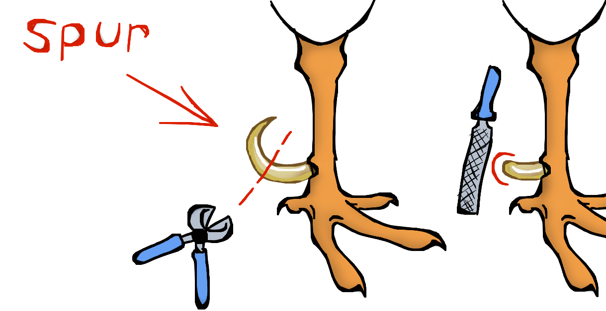 Chicken Spur trimming by SusuSketches on DeviantArt