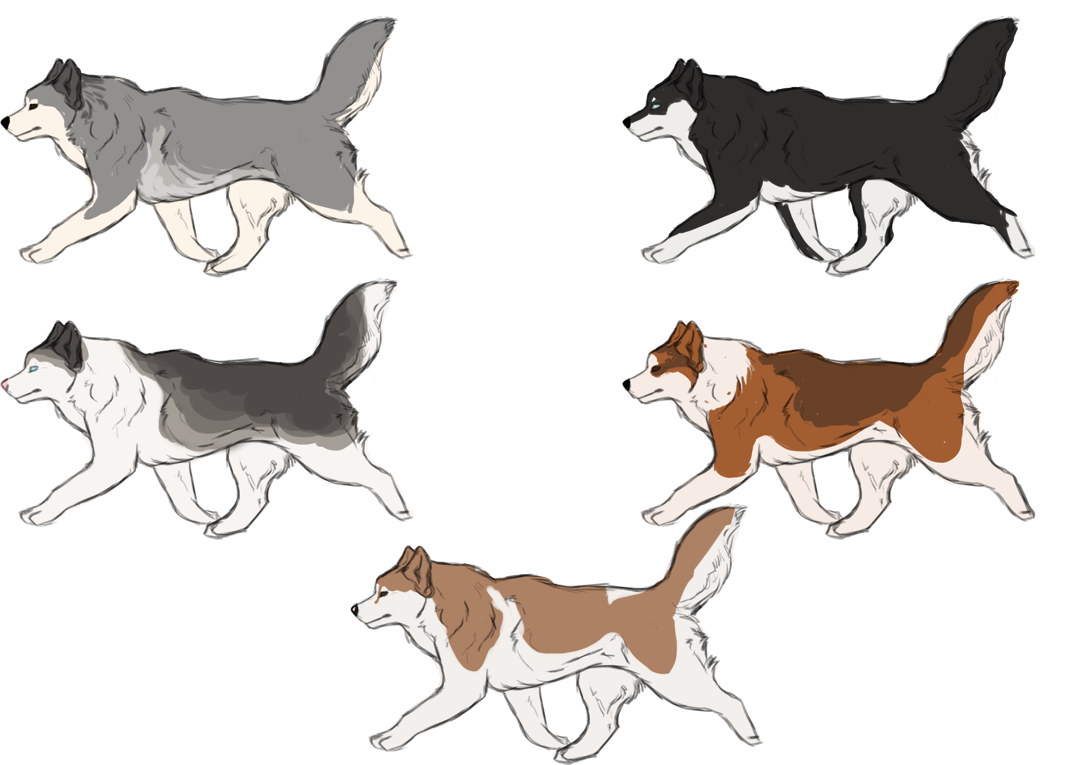 Husky Imports - 1 LEFT by doggolard on DeviantArt