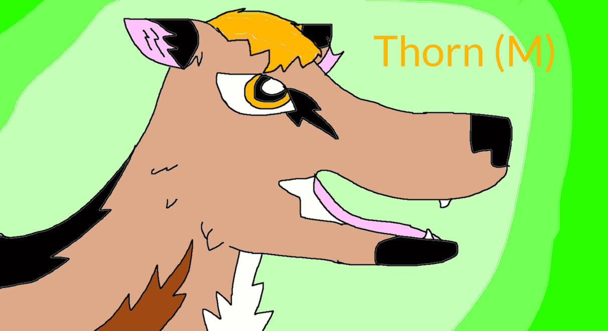 Thorn (M) by Zeira-Wolf on DeviantArt