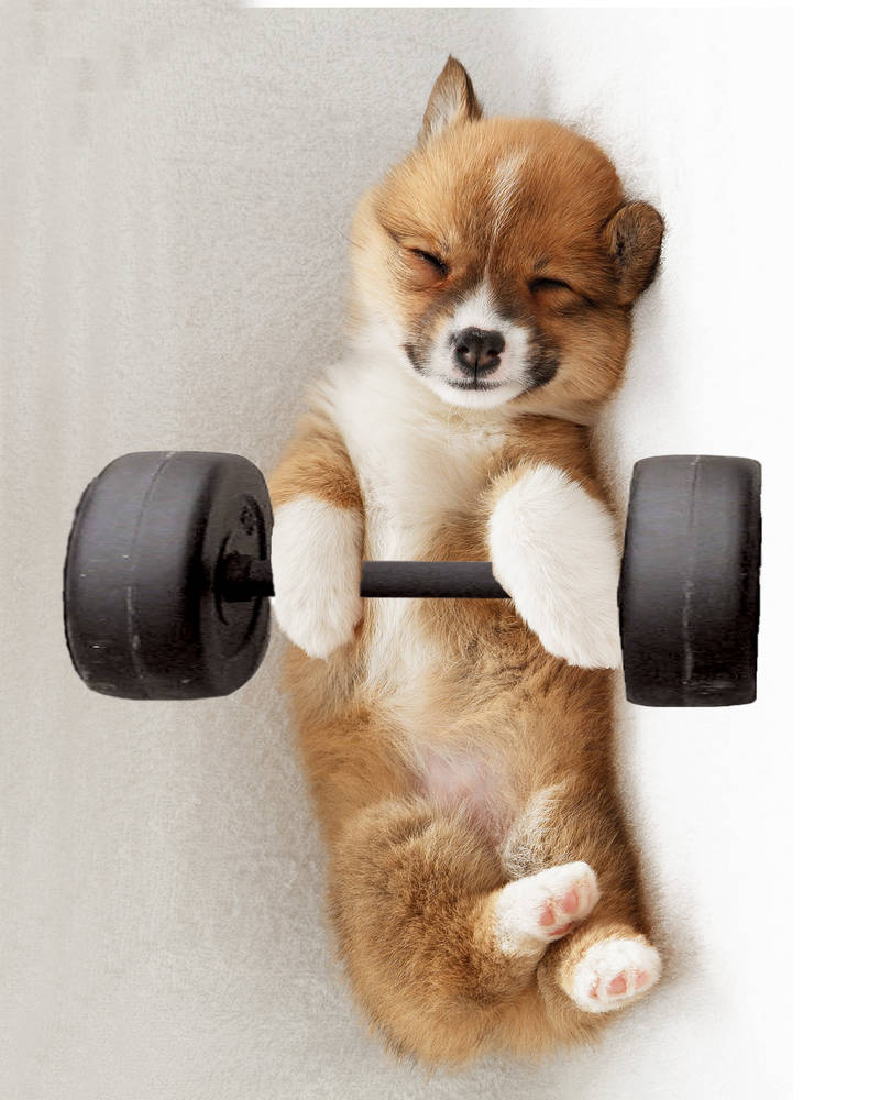weight lifting puppy by diamondpaintbrush on DeviantArt