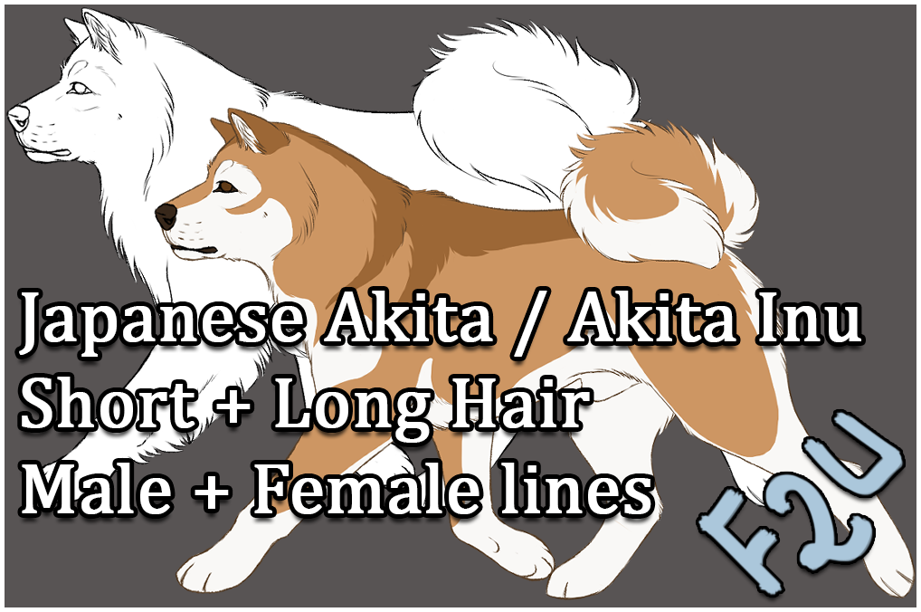 Akita Inu Base - F2U by AkaKennel on DeviantArt