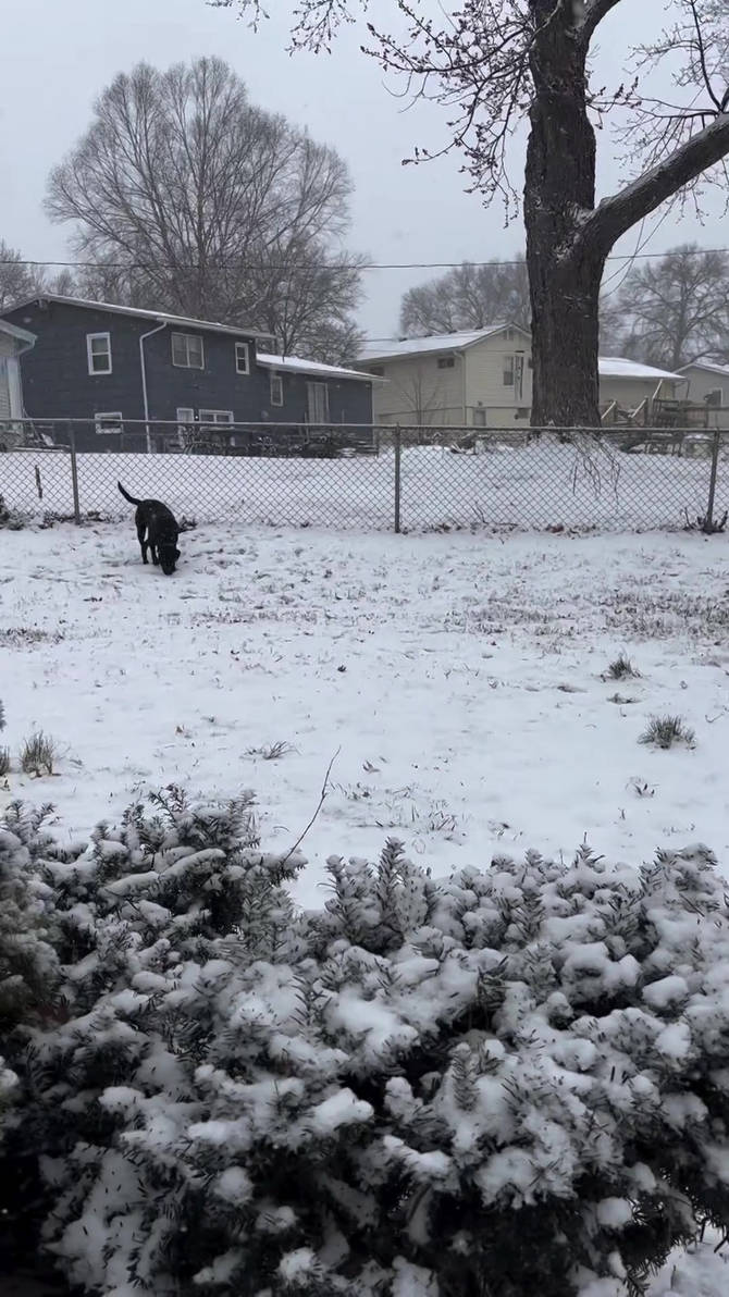 Doggo Snow Day by Dreamweave8Designs on DeviantArt