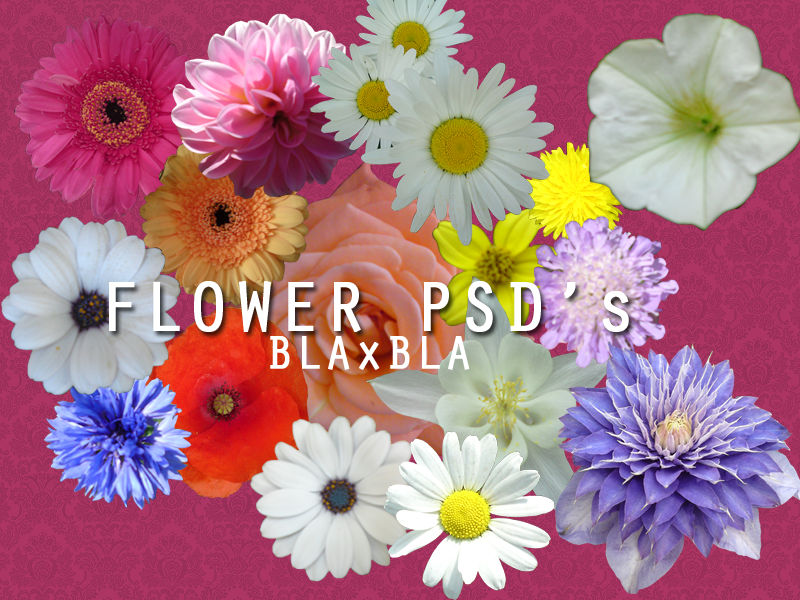 Flower PSD's by BLAxBLA on DeviantArt