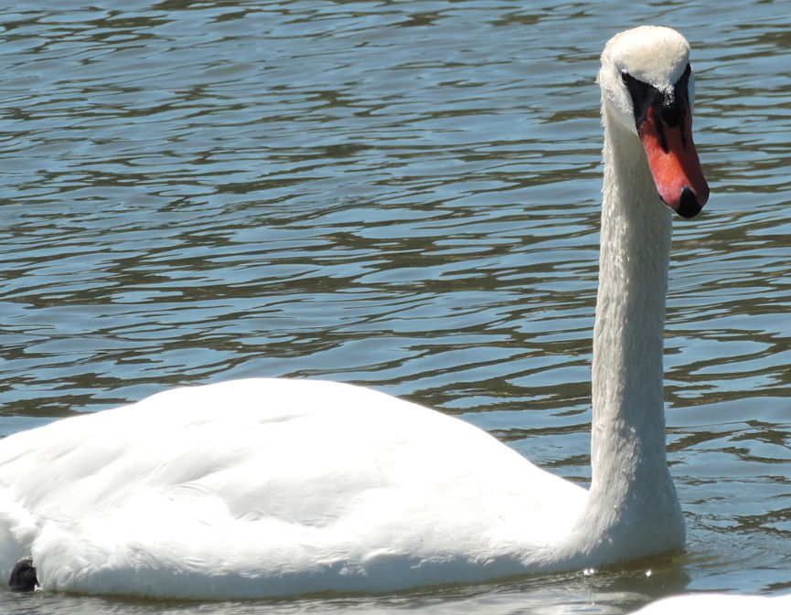 Swan Stare by StellaLark on DeviantArt