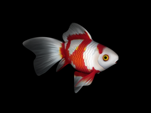 Goldfish Animation by jessicapadkin on DeviantArt
