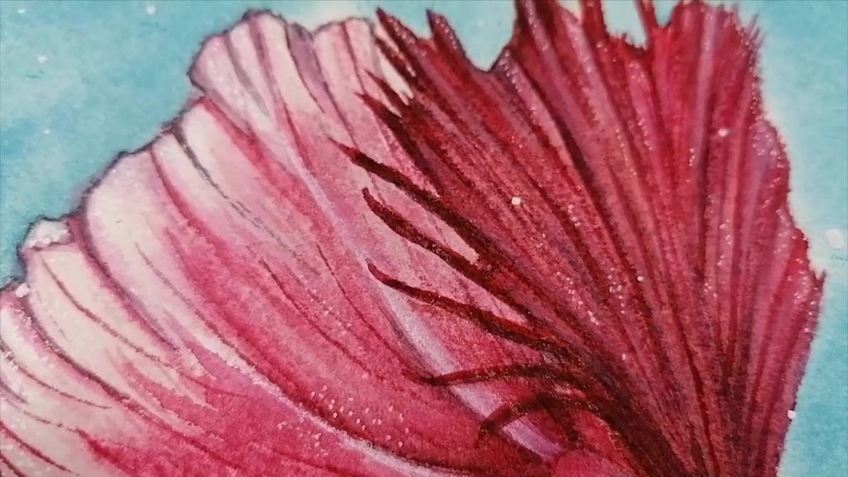 Betta Fish - Watercolor Painting (Close-up Video) by ElomaArts on ...