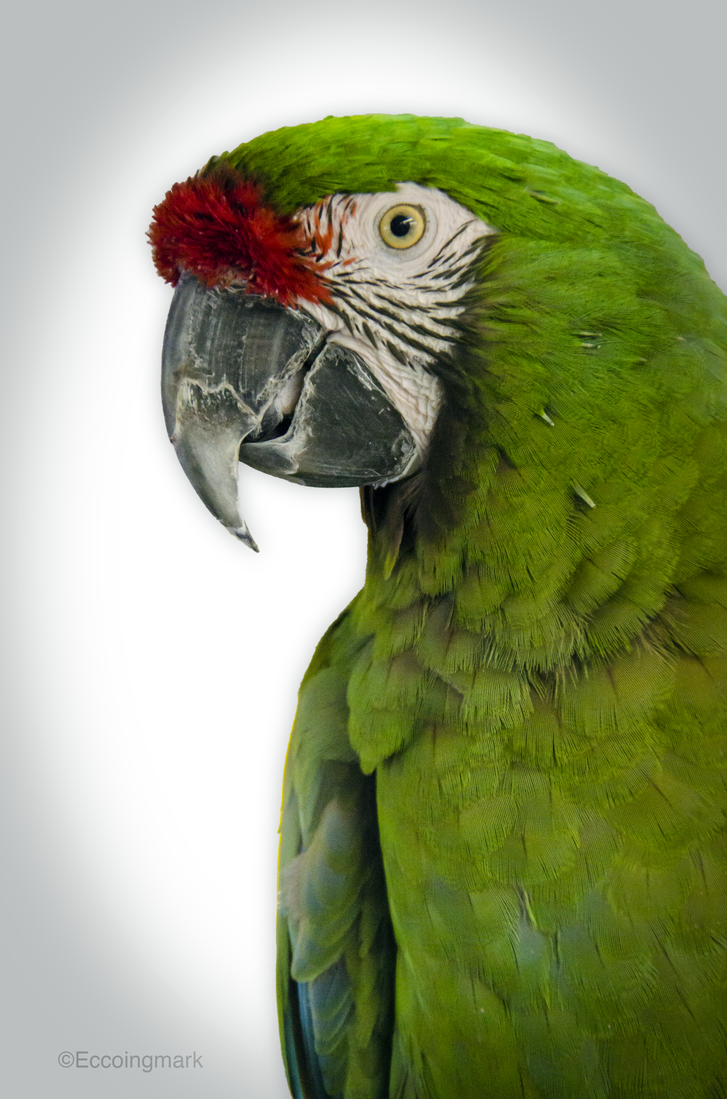 Military Macaw 2 by EccoingMark on DeviantArt