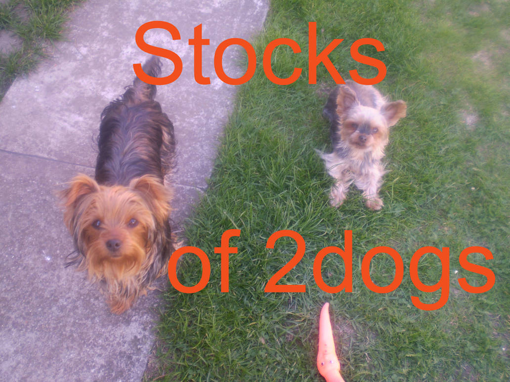 Stock of 2dogs by Pridipdiyoren on DeviantArt