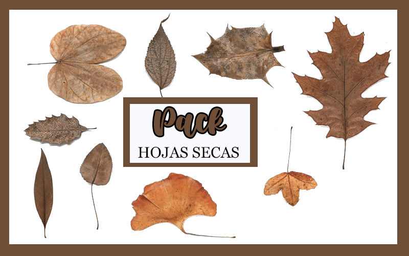 Packs Hojas Secas PNG by FrutillitasDulces on DeviantArt