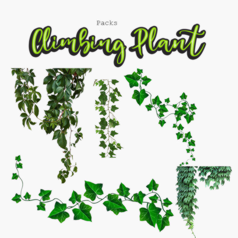 Packs Climbing Plant PNG by FrutillitasDulces on DeviantArt