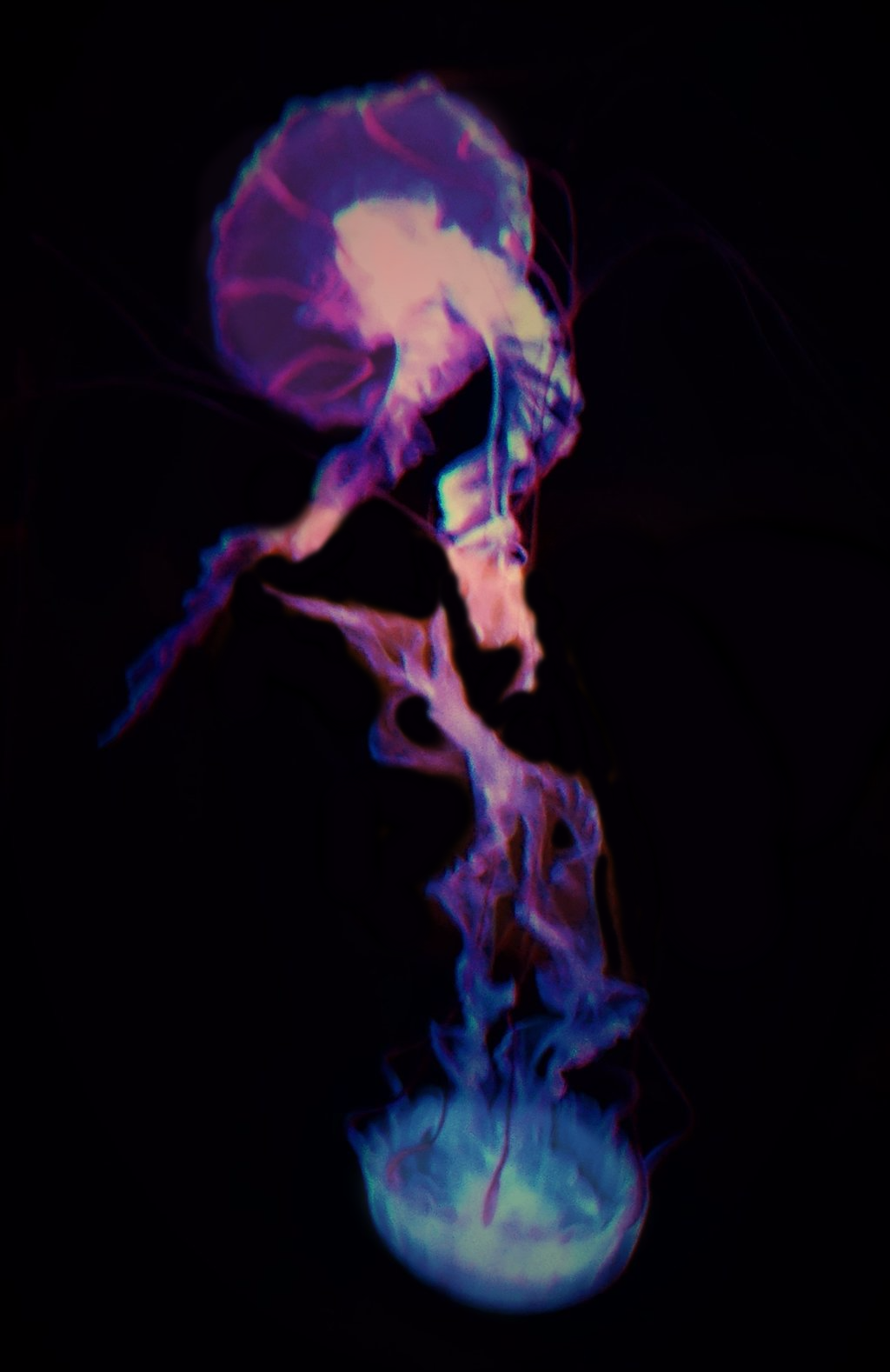 Twin Jellyfish by Ghostly-SeaDreams on DeviantArt