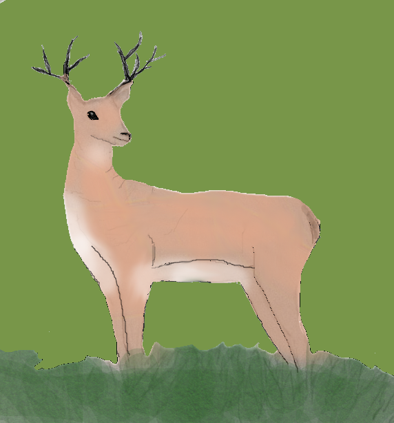 Deer by Apple-Melon on DeviantArt