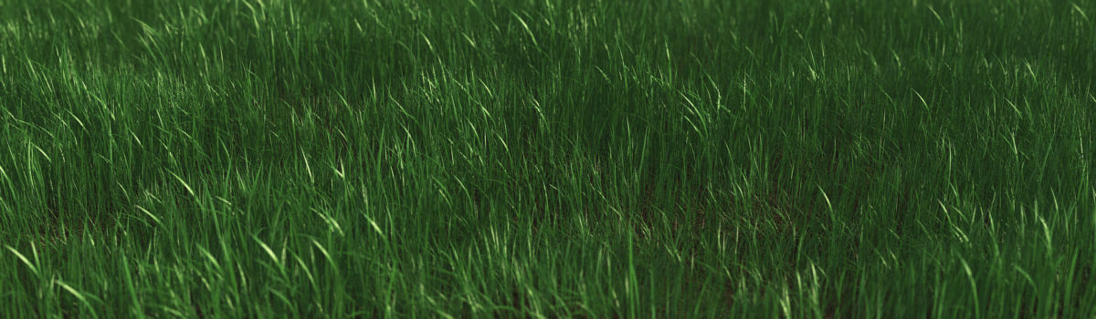 grass_test_3 by flow-tess on DeviantArt