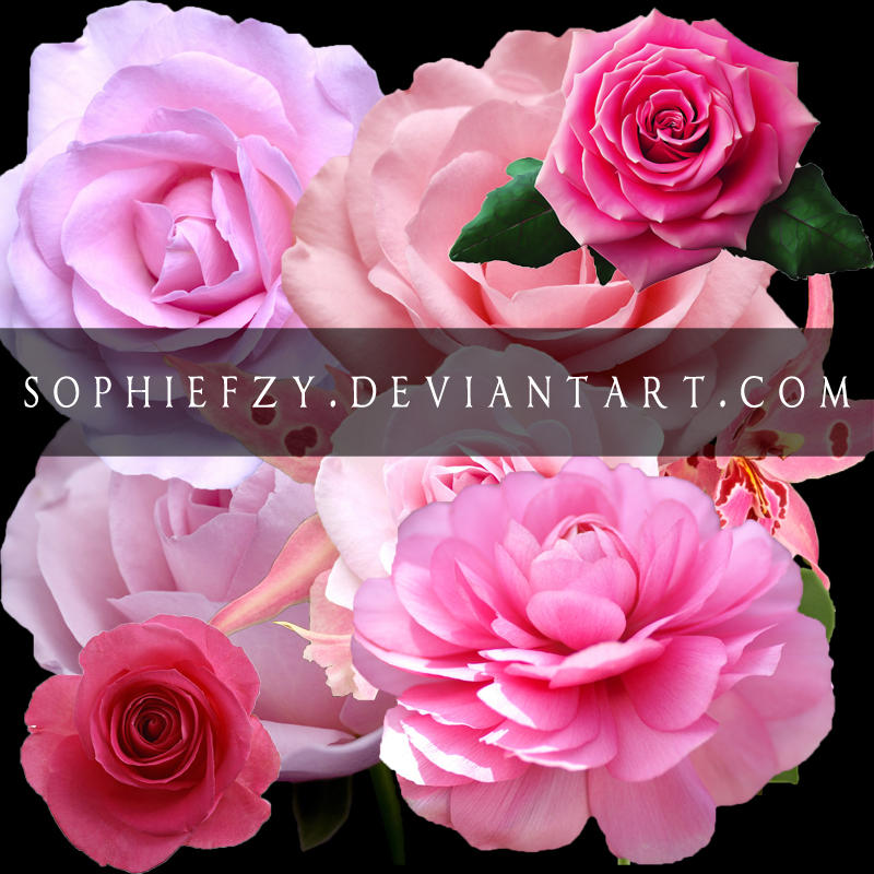 ROSE png by Sophie-Y on DeviantArt