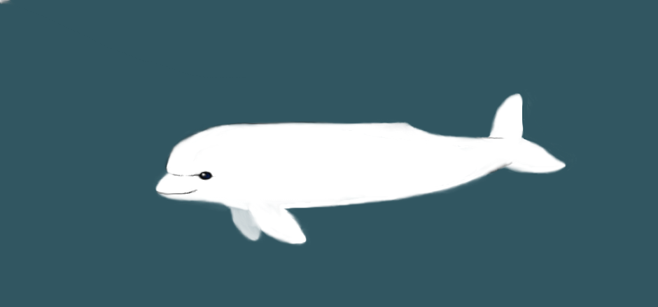 beluga by Sorenfury on DeviantArt