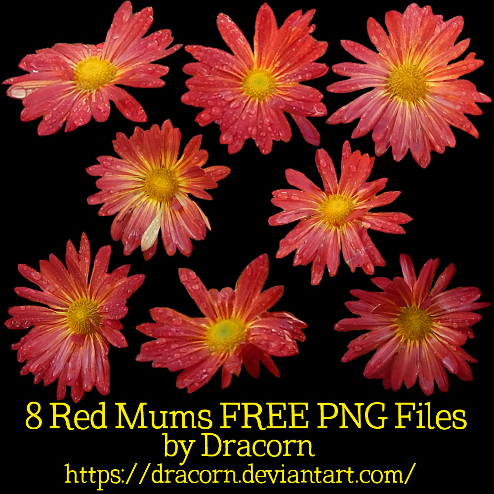 8 Red Mums FREE PNG Files by Dracorn on DeviantArt