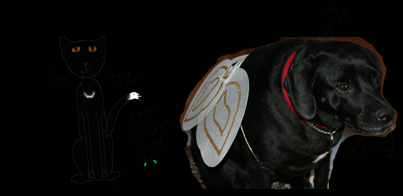 the things i notice warrior cats and my dog by NerdWithADog on DeviantArt