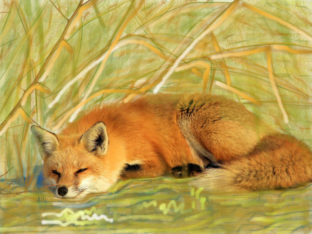 Sleeping Fox finds No Food by WolffPoetry on DeviantArt