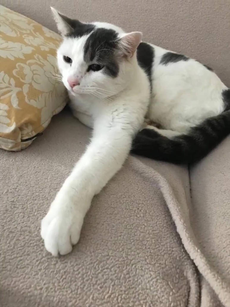 My New Cat Video by PaintStroke203 on DeviantArt