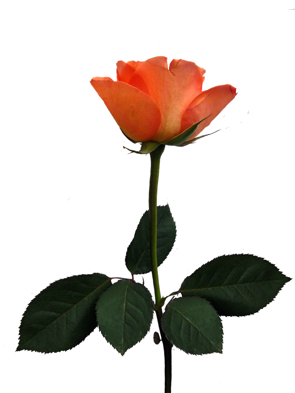 peach rose by GRANNYSATTICSTOCK on DeviantArt