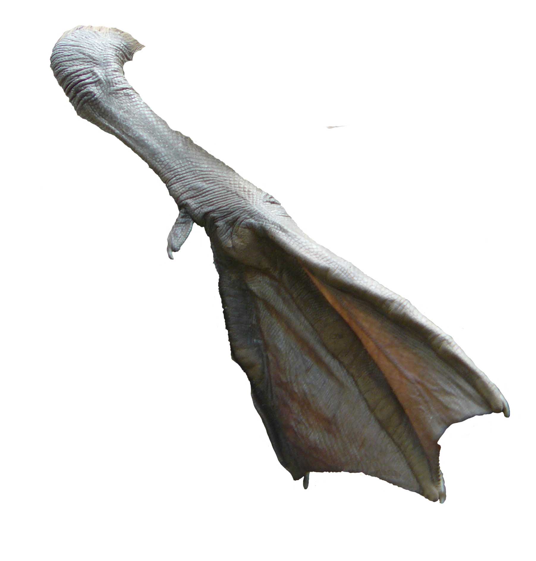 Webbed Foot psd by GRANNYSATTICSTOCK on DeviantArt