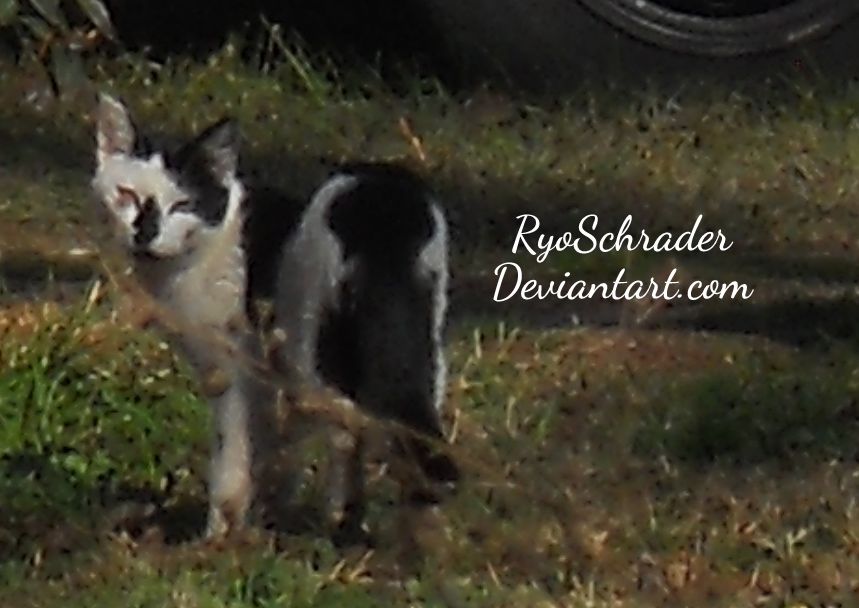 Dark Nosed cat.rar by RyoSchrader on DeviantArt