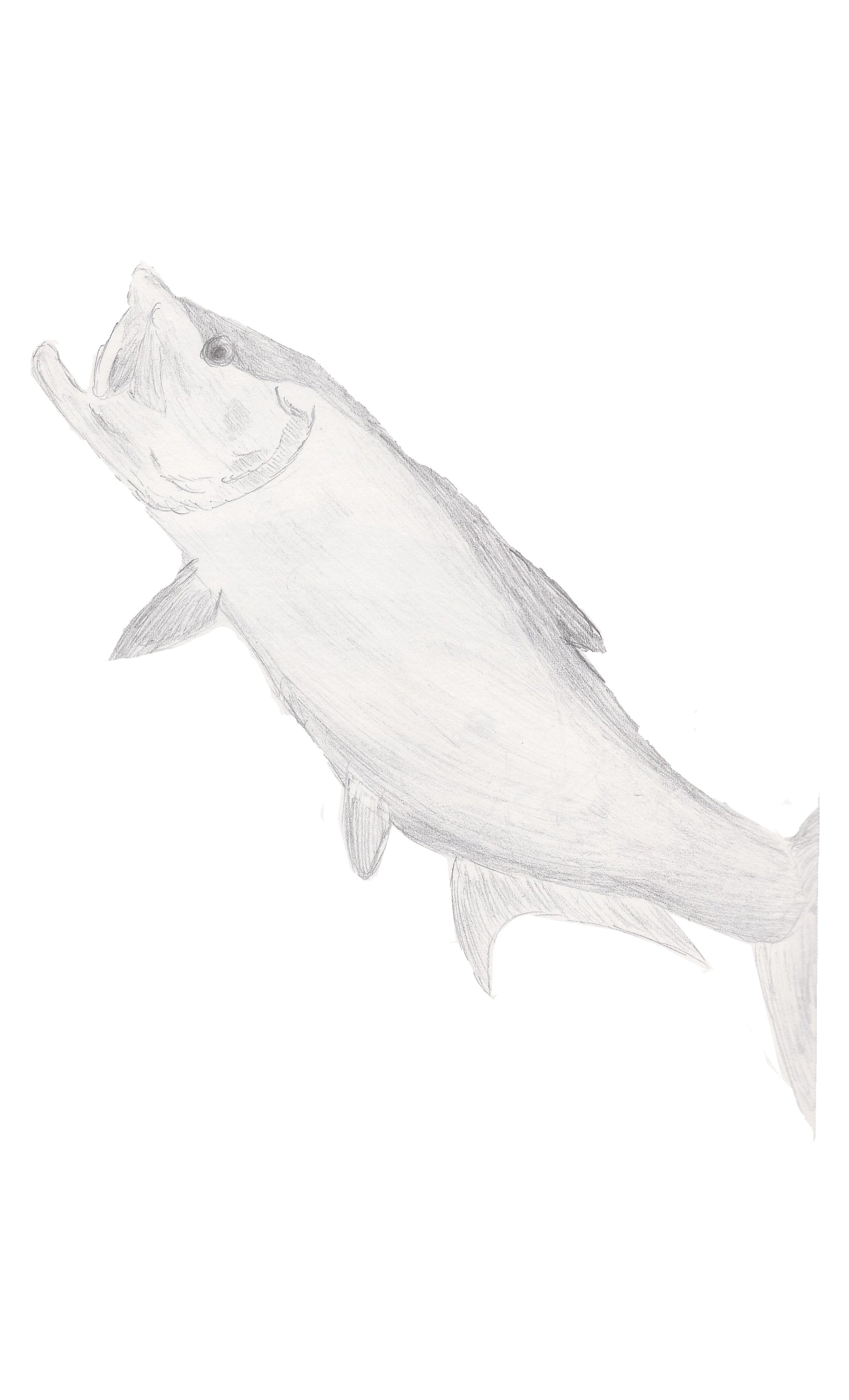 Tarpon Drawing