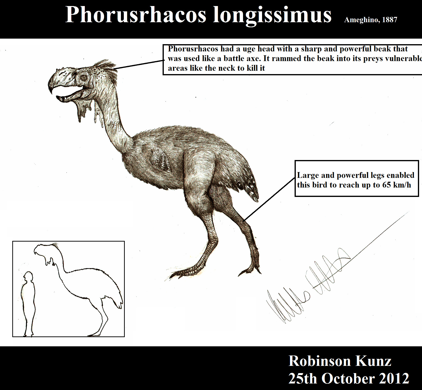 Phorusrhacos