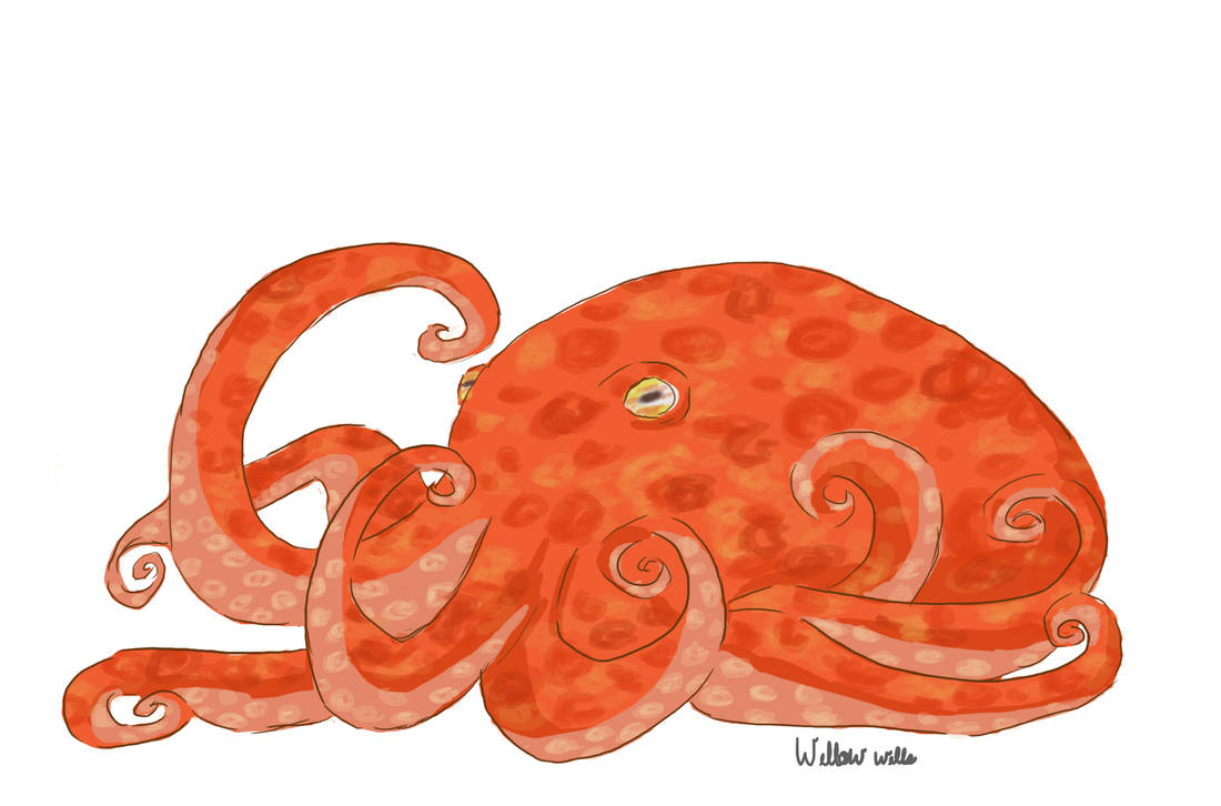octopus c: by kittycatchick123 on DeviantArt