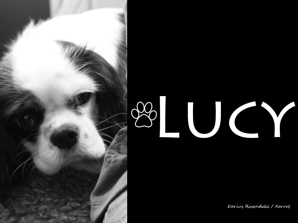 Wallpaper Lucy by Xarrot on DeviantArt