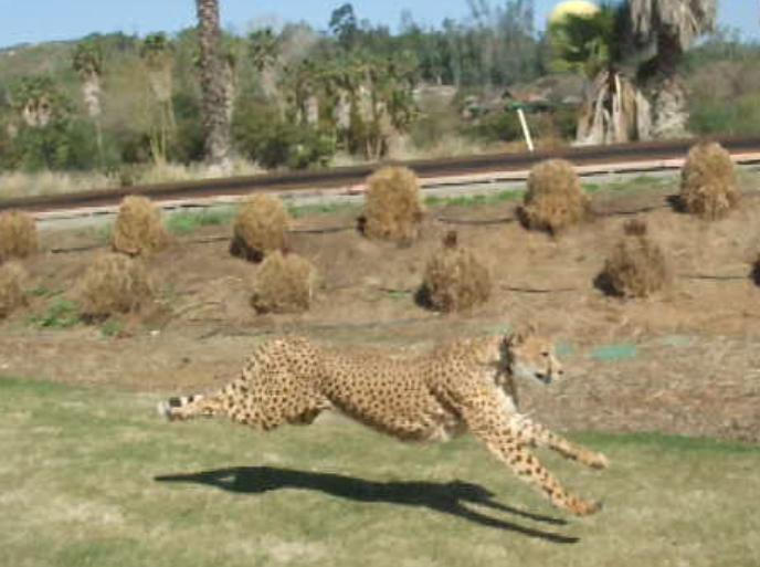 Cheetah Run by Half-N-Half on DeviantArt
