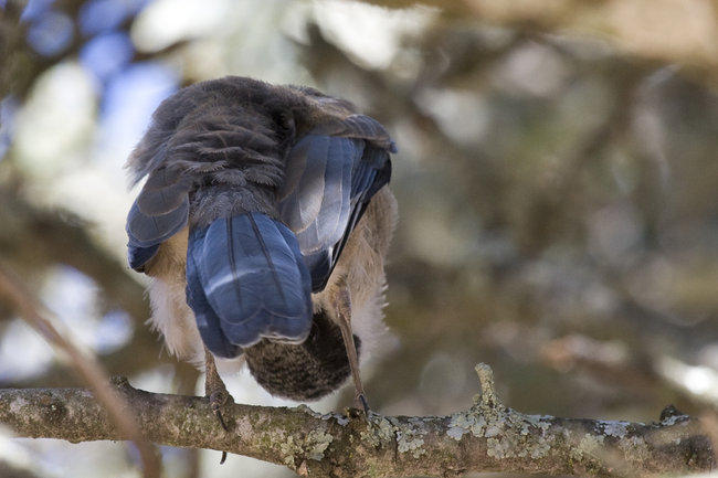 The blue magpie by breamgappy on DeviantArt