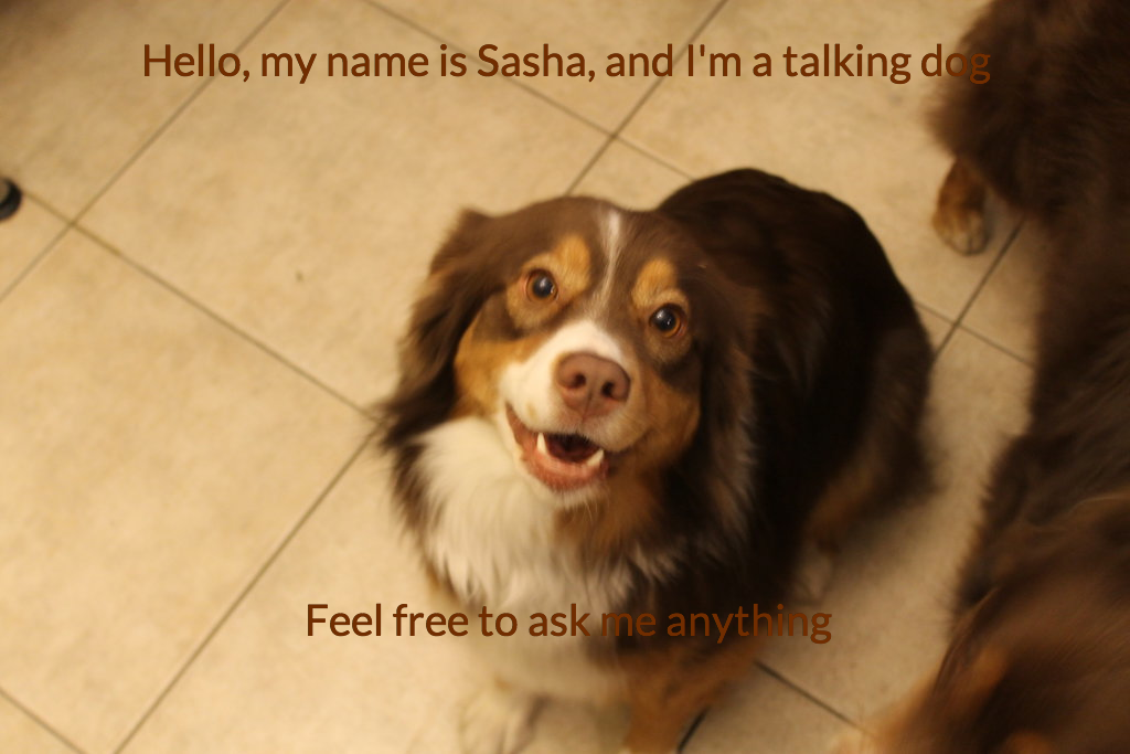 Ask Sasha by electricdragon505 on DeviantArt