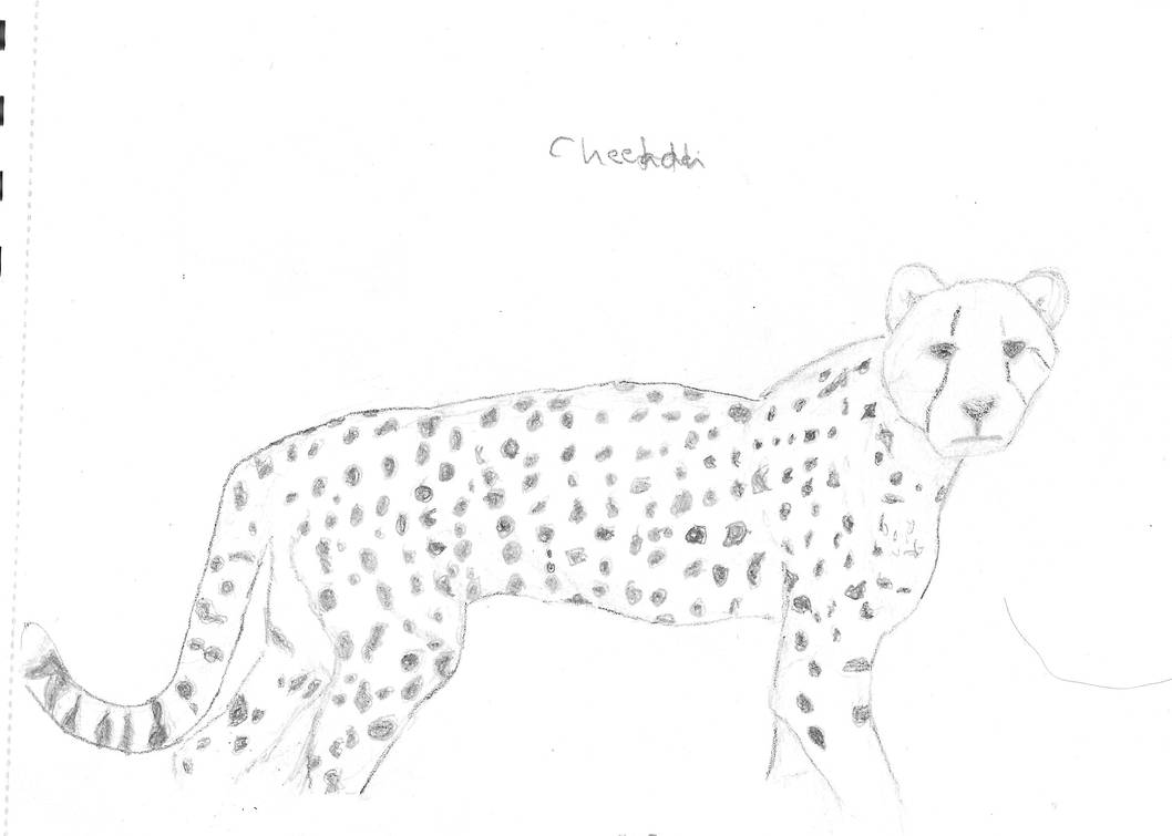 Cheetah Sketch by RafaeLyle7721 on DeviantArt