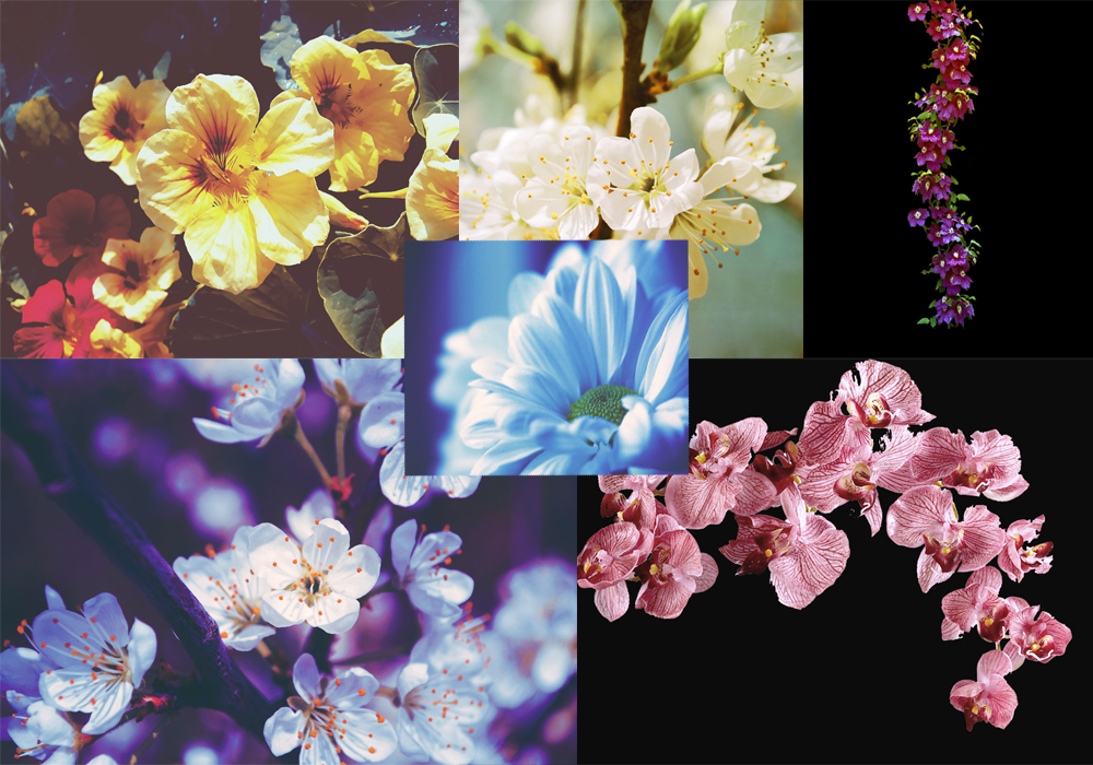 Flower Textures Deviantart