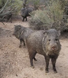 Javelina by Boson8er on DeviantArt
