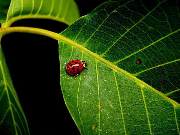 Ladybird - Red Spot On Green by InsanelyCute on DeviantArt
