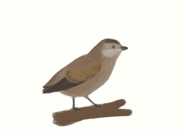 Sinornis santensis by casielles on DeviantArt