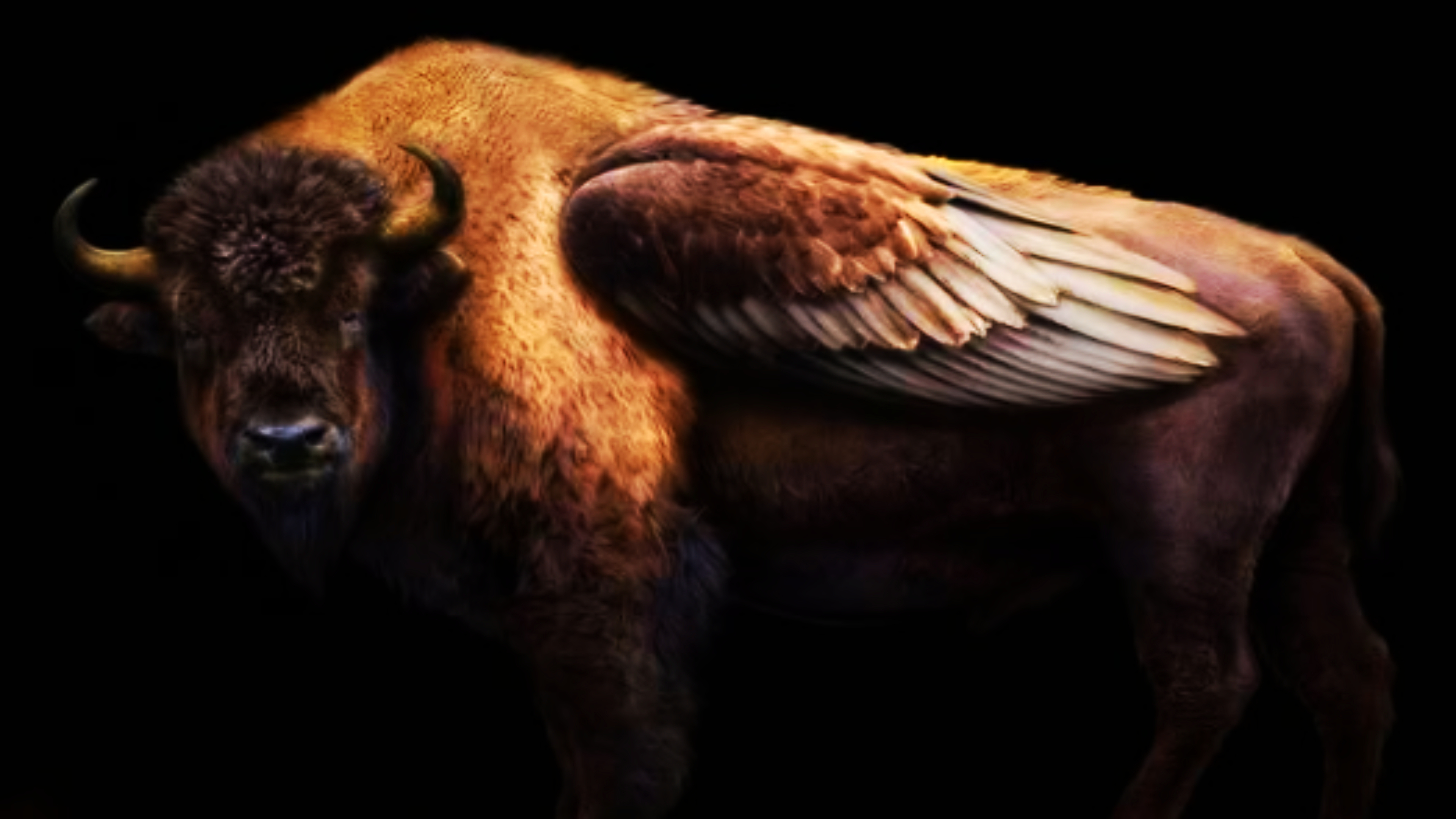 The True Story of Hank, The Buffalo with Wings by RJW222444888999 on ...