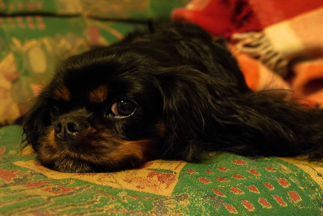 Sammet by Alkemisterna on DeviantArt