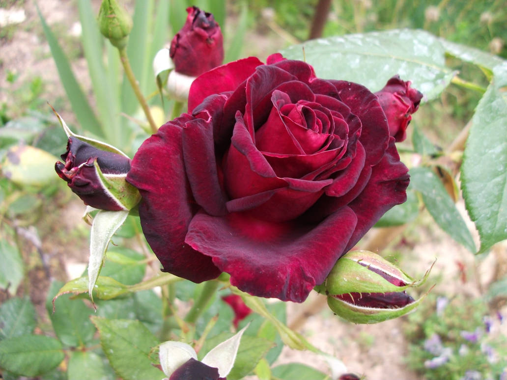 Rose pack 2 by DameOdessaStock on DeviantArt
