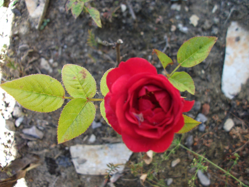 Rose pack 5 by DameOdessaStock on DeviantArt