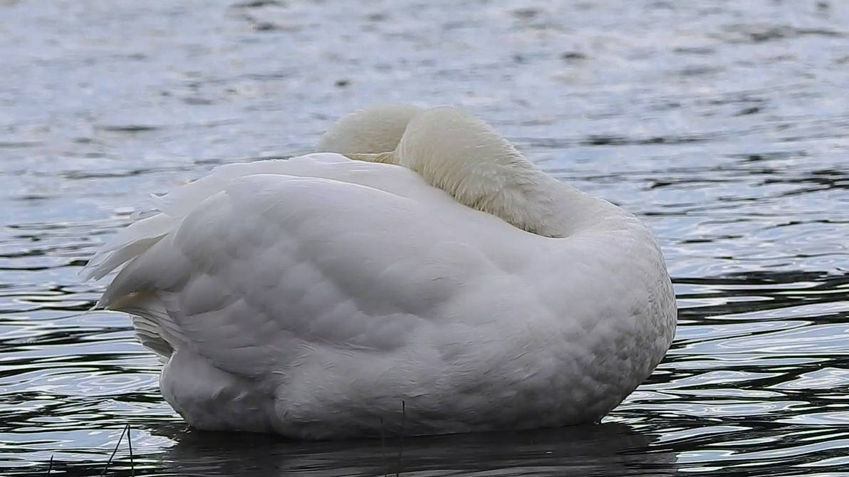 swan by 1978Niki on DeviantArt