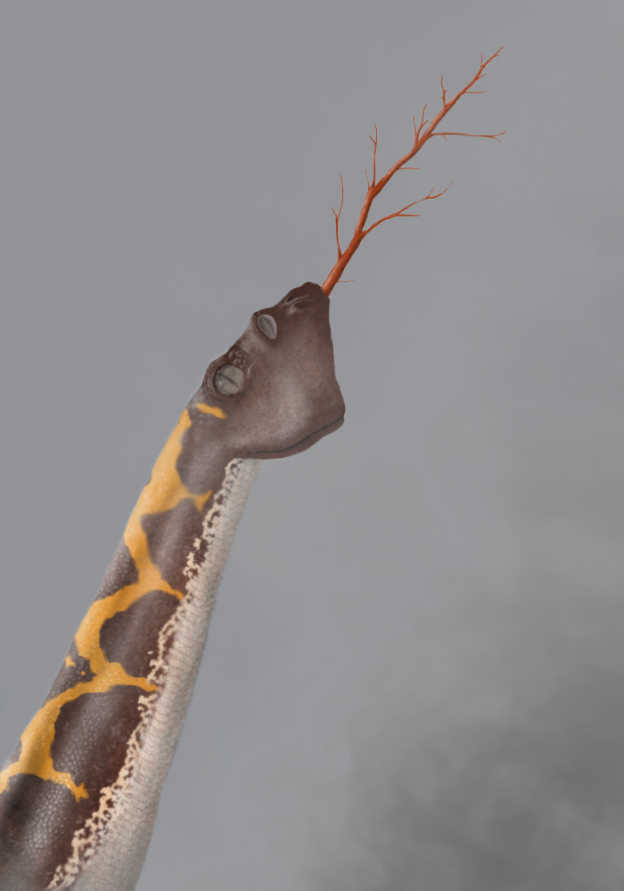 20 MYH - Asymmetrical Snake by salpfish1 on DeviantArt