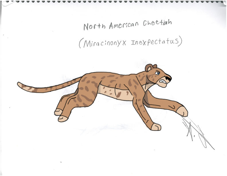 North American Cheetah by AndrewShilohJeffery on DeviantArt