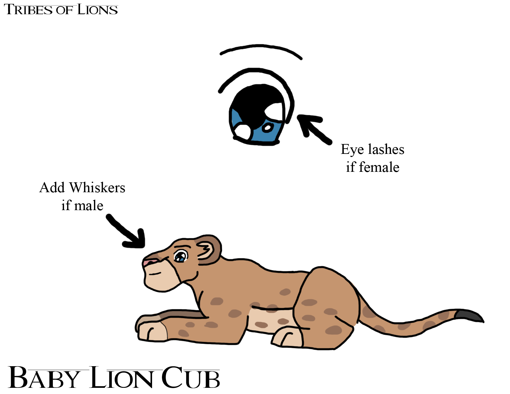 Baby Lion Cub Model Sheet by AndrewShilohJeffery on DeviantArt